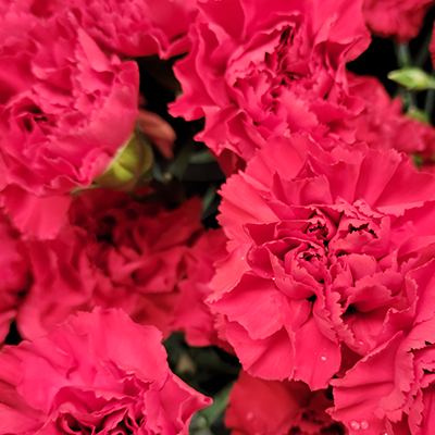 Red Carnations :: Lafayette Florist