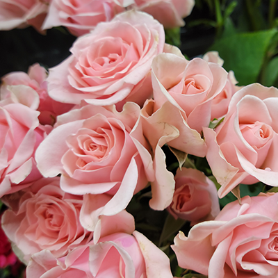 Blush Spray Roses :: Lafayette Florist