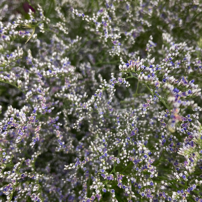 Misty Statice :: Lafayette Florist