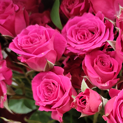 Hot Pink Spray Roses :: Lafayette Florist