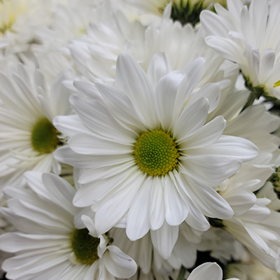 White Daisy Pomps :: Lafayette Florist