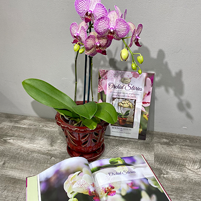 Local Orchid Package :: Lafayette Florist