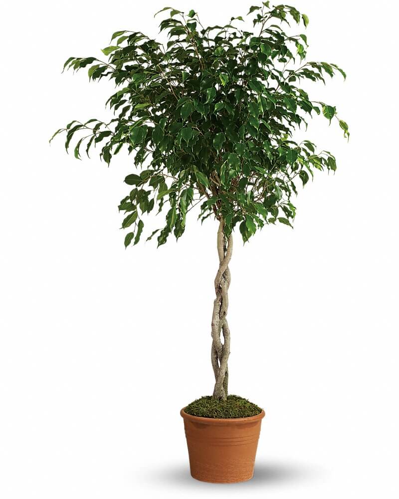 Towering Ficus :: Lafayette Florist