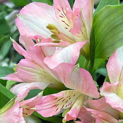 Light Pink Alstroemeria :: Lafayette Florist