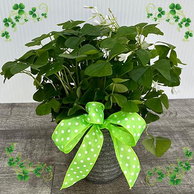 St. Patrick's Day Shamrock Plant :: Lafayette Florist