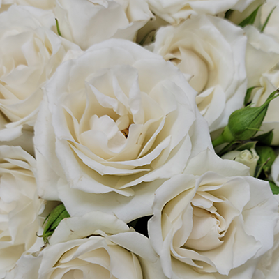 White Spray Roses :: Lafayette Florist