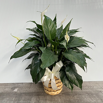 Simply Elegant Spathiphyllum - Small :: Lafayette Florist