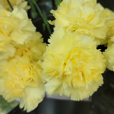 Yellow Carnations :: Lafayette Florist